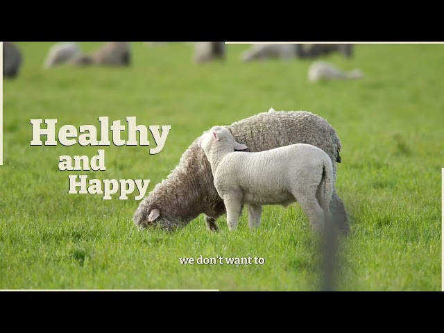 Proud to produce sustainable lamb